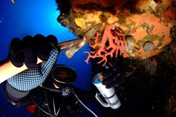 Red coral harvesting in Corsica: a coral cutter describes the ...